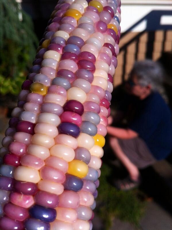 Glass gem corn grown by a Cherokee farmer. A mix of ancient Pawnee ...